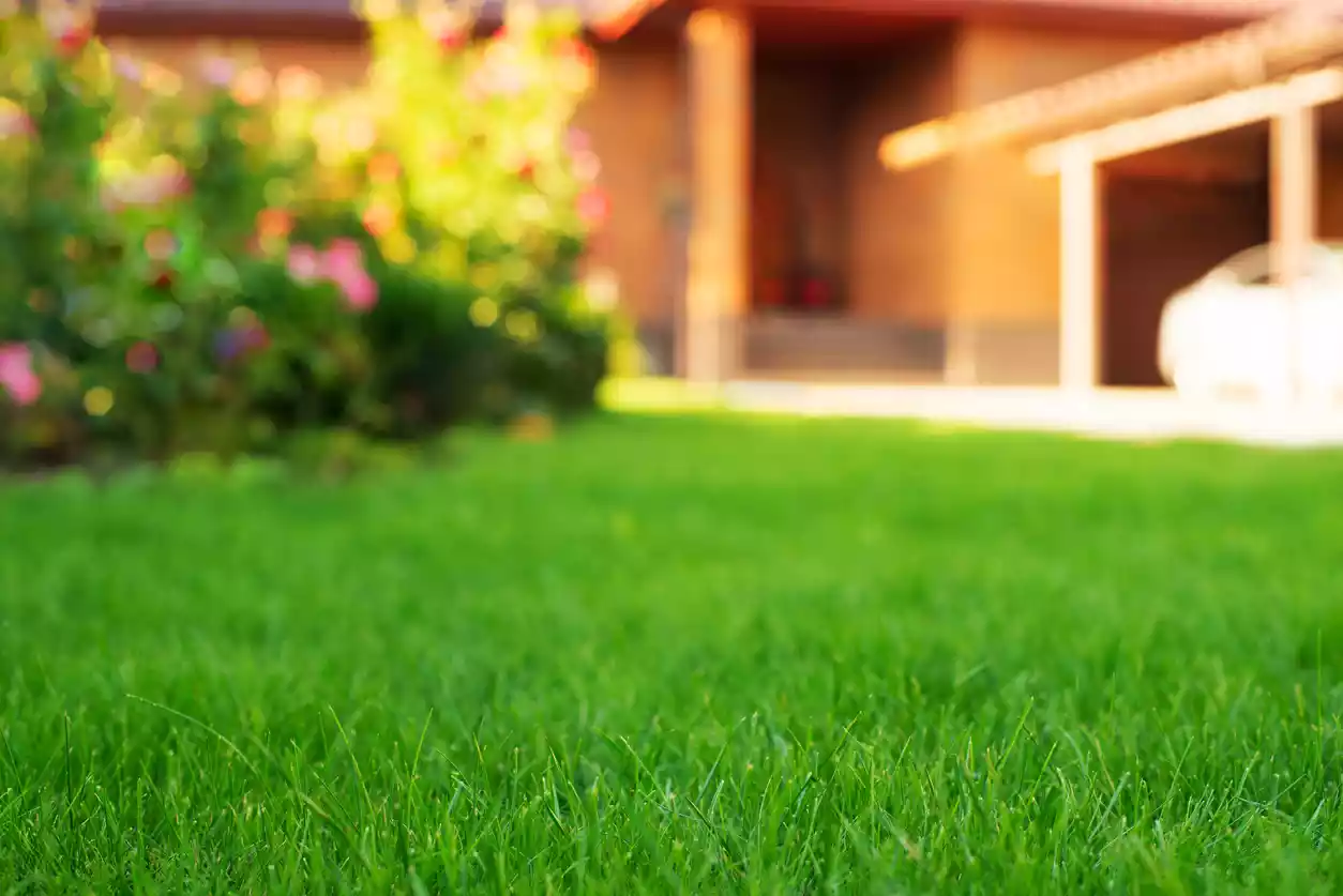 The Secret to Saving Your Lawn From Heat Stress Every Summer | Green ...
