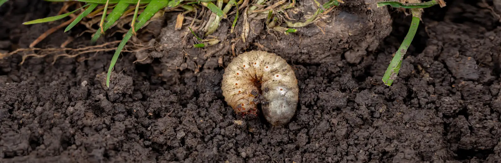 Signs of Grubs on Your Lawn | Green Grass Lawncare